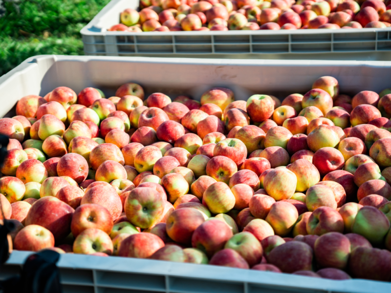 Farm Friday – Organic Honeycrisp Harvest Part 2 – Joyfully Grown